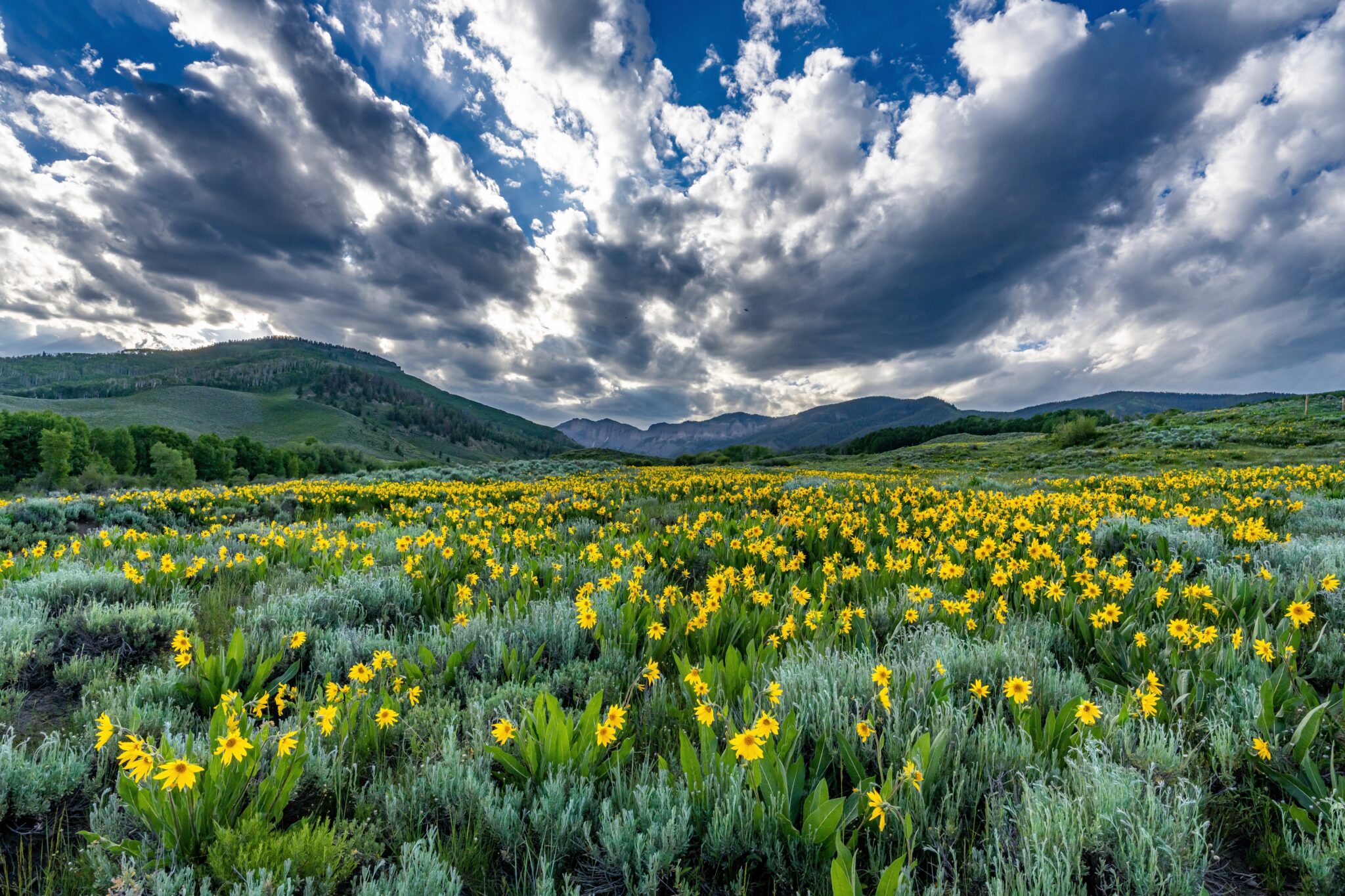 2023 Third Place | Crested Butte Wildflower Festival